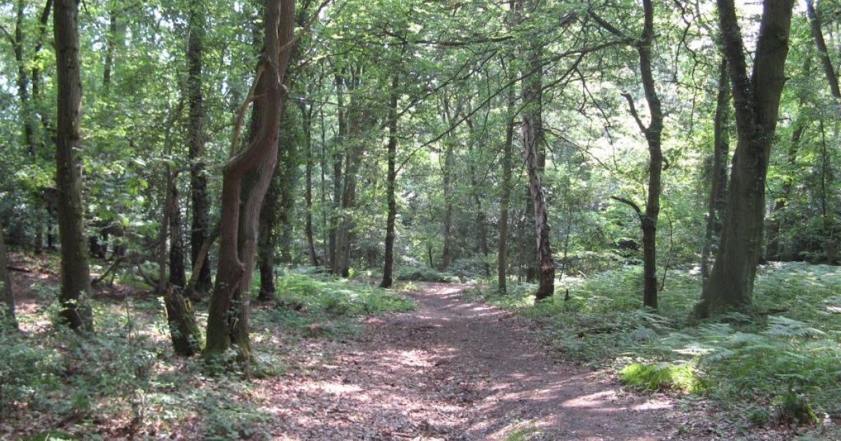 Wrekin Bluebell Walk - joint with the Rail Ramblers - Ramblers