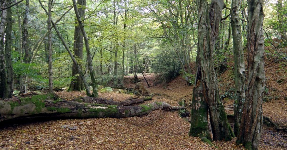 Forest and Field - Ramblers