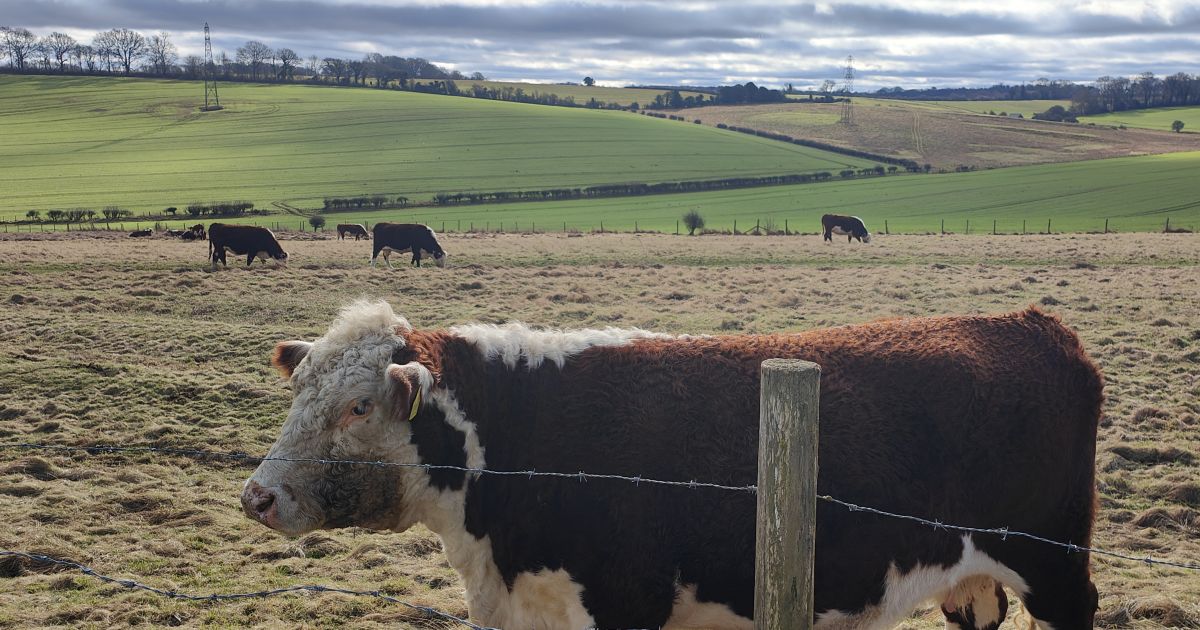 Cheriton, Tichborne & Ovington - Ramblers