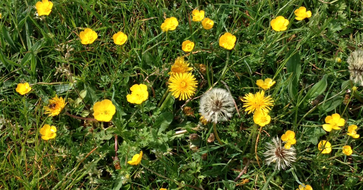 Ripley Papercourt Lake and the Wey Navigation - Ramblers