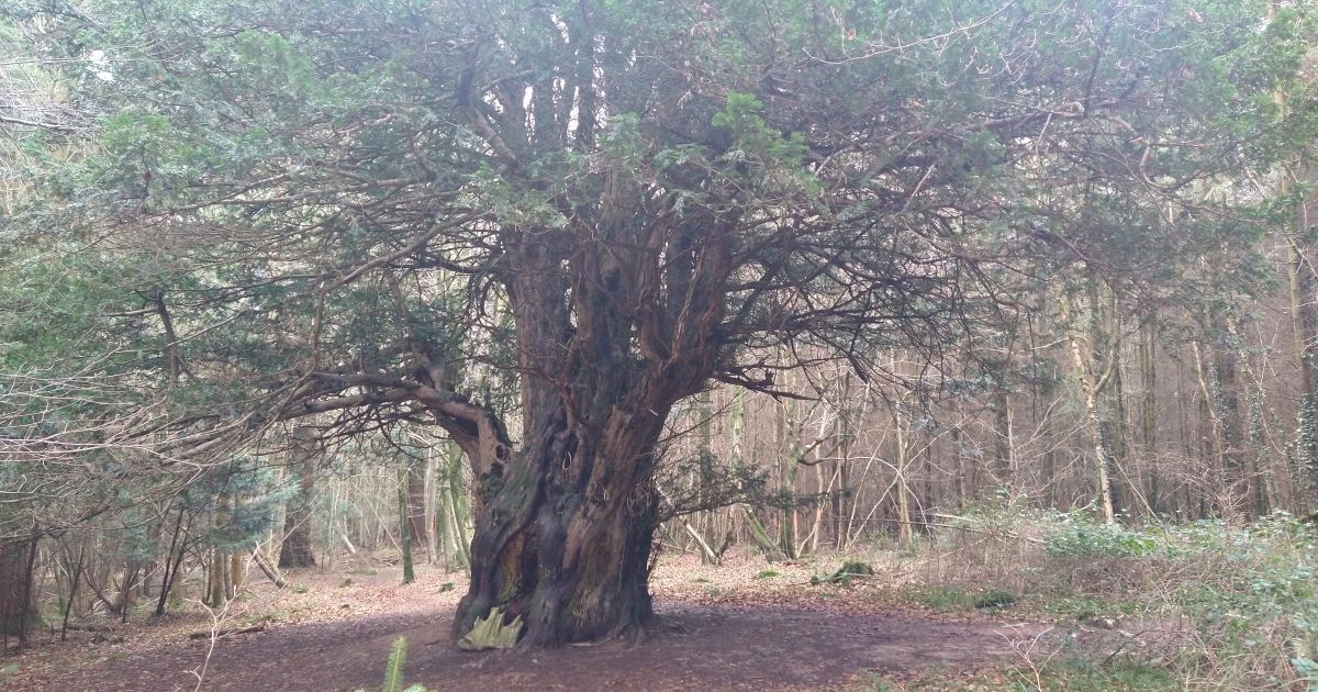 Tidenham Chase. Woods, Heathland and Meadows - Ramblers
