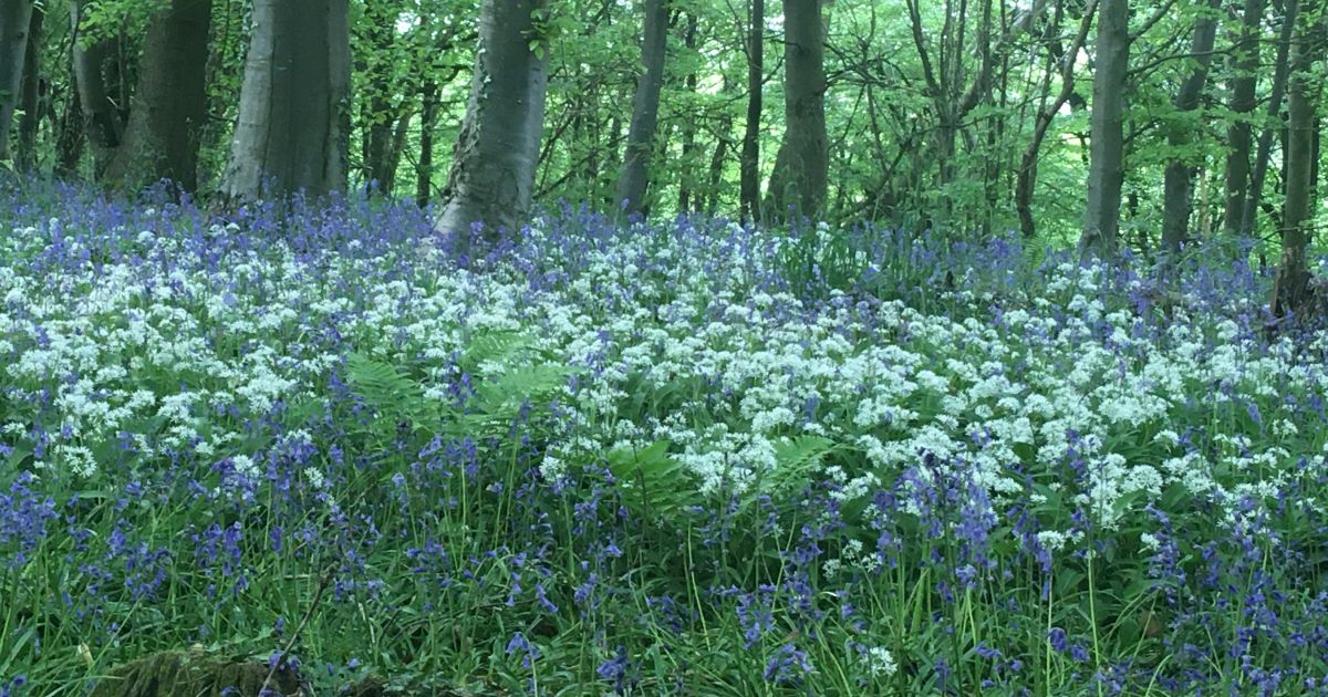 Figure of 8 walk: Angidy Valley and Devil's Pulpit - Ramblers