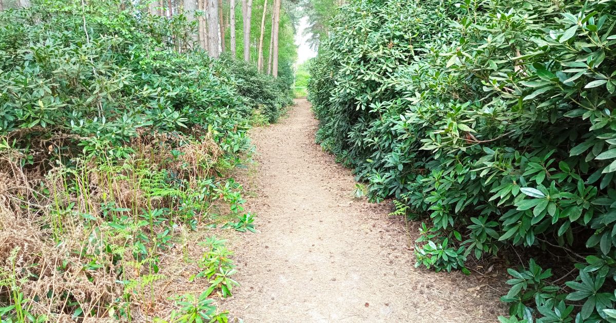 into the depths of Shouldham Warren - Ramblers