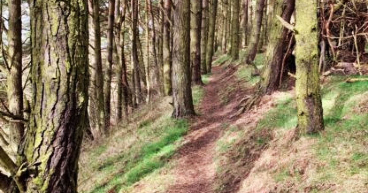 Ladybank loop - Ramblers