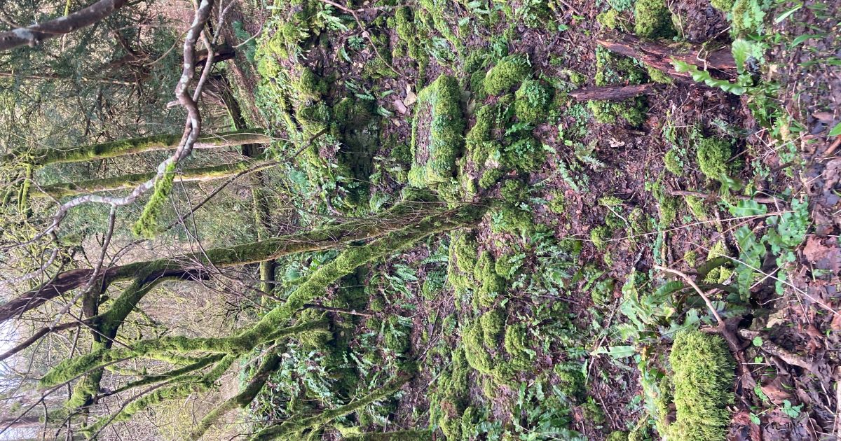 Sapperton, Daneway and the Thames & Severn Canal - Ramblers