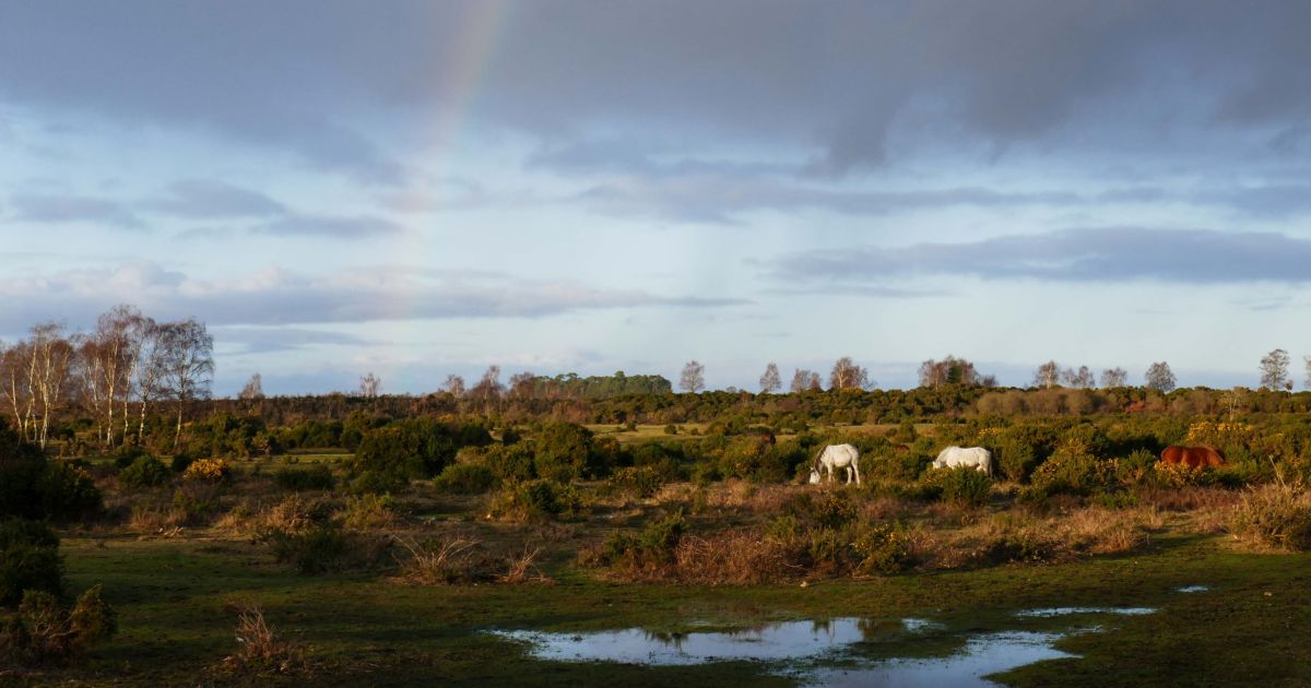 Deerleap Inclosure, Ashurst Wood, Matley Heath & Longdown. - Ramblers
