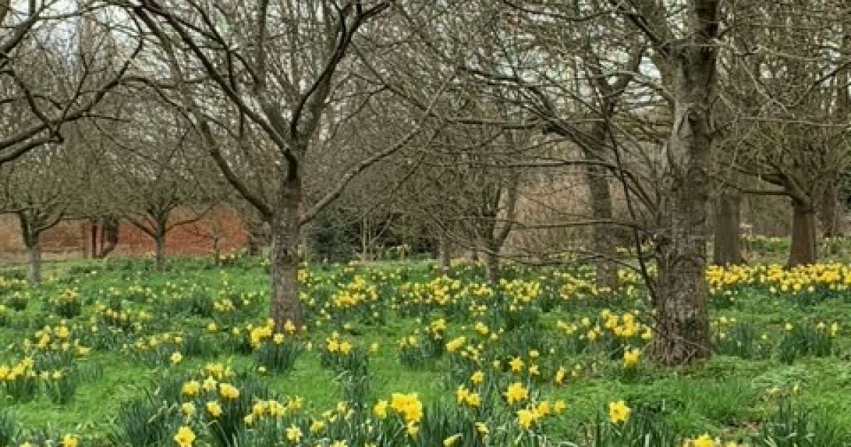 Burnham Beeches and Littleworth Common - Ramblers