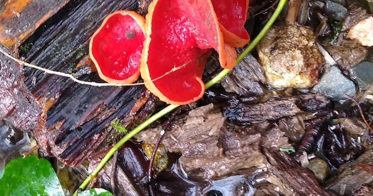 GOOD FRIDAY WALK - ST MABYN TO HELLAND BRIDGE - Bookings Required - all ...