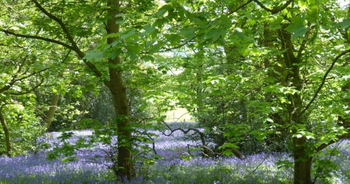 Walk for the Public: Essential Lickey Hills - Ramblers