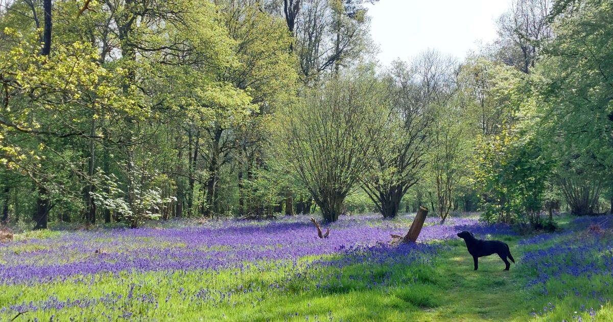 Oysters, Bluebells and Cake - Ramblers