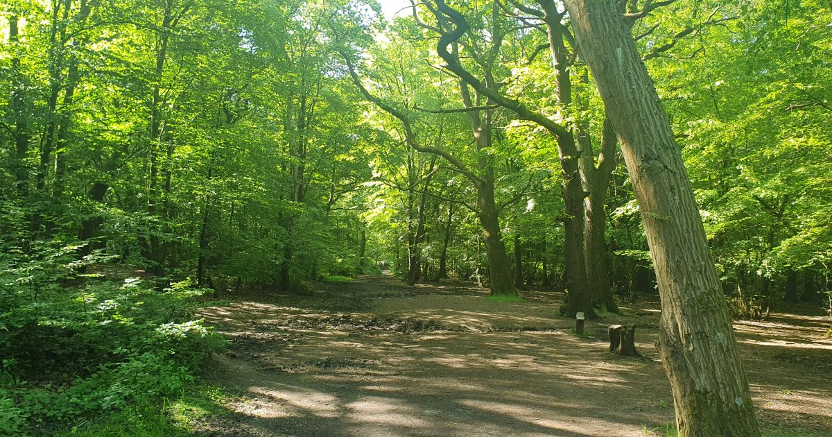 Ruislip Woods - Ramblers