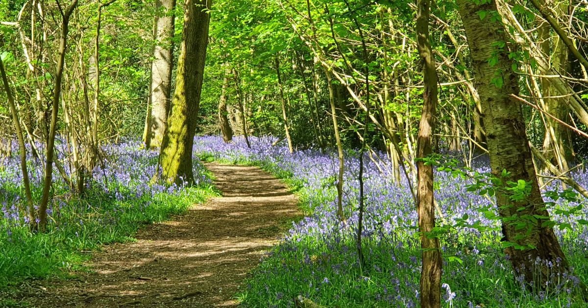Whippendell Wood - Ramblers
