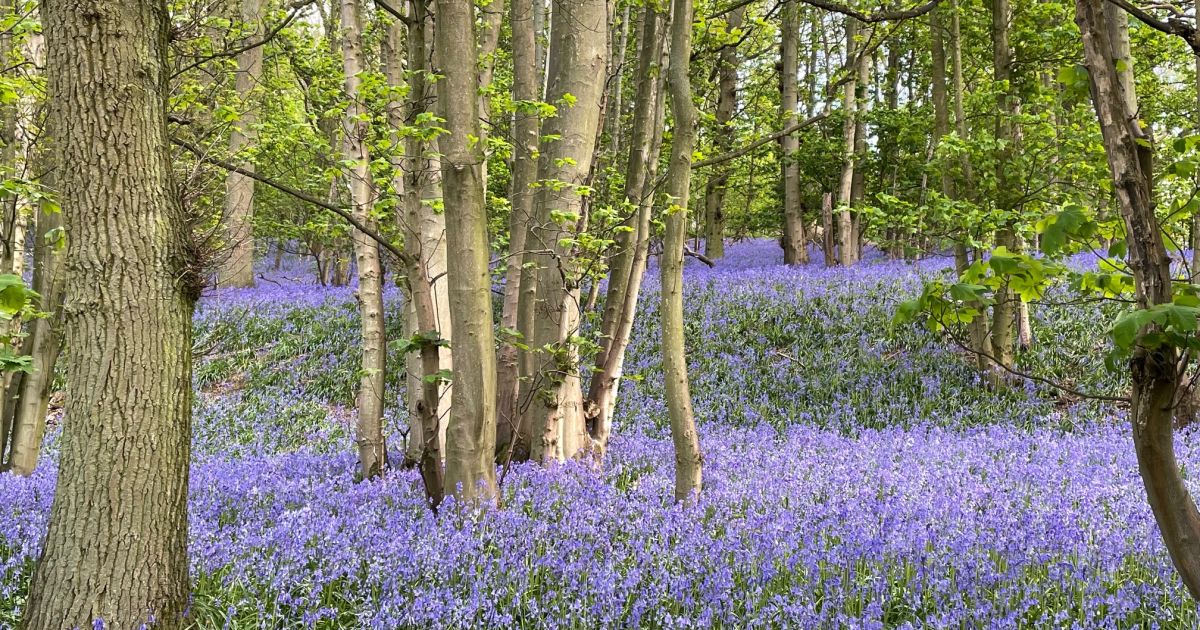 Bluebell Walk - Ramblers
