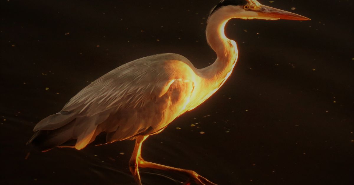 Ashbourne, Mapleton and Okeover - Ramblers