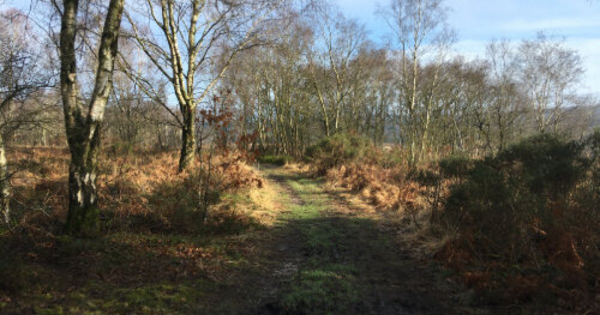 Brindley Heath (Cannock Chase, Staffs.) 06/04/24 with Jennifer and ...