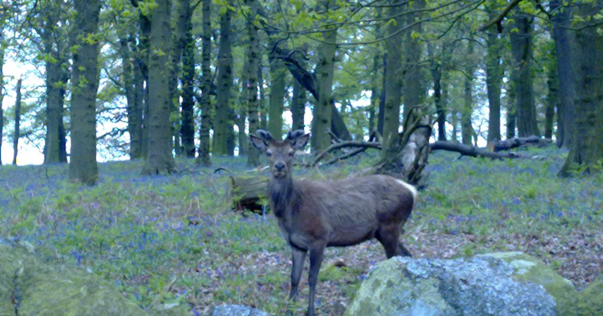 Walk - Groby Pool to Swithland Woods, via Bradgate Park - Ramblers