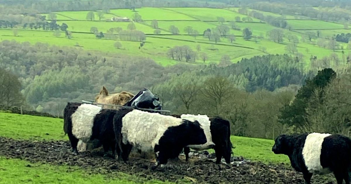 Ambergate - Ramblers