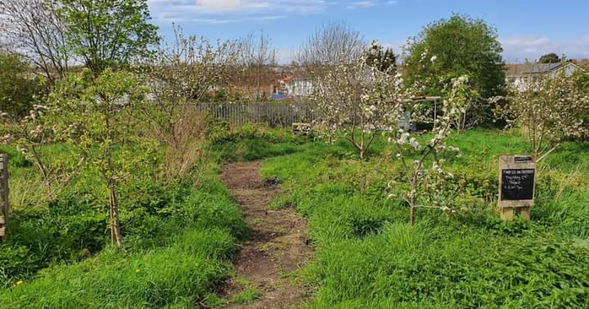 Blooming Lockleaze - A walk to Lockleaze Community Orchard