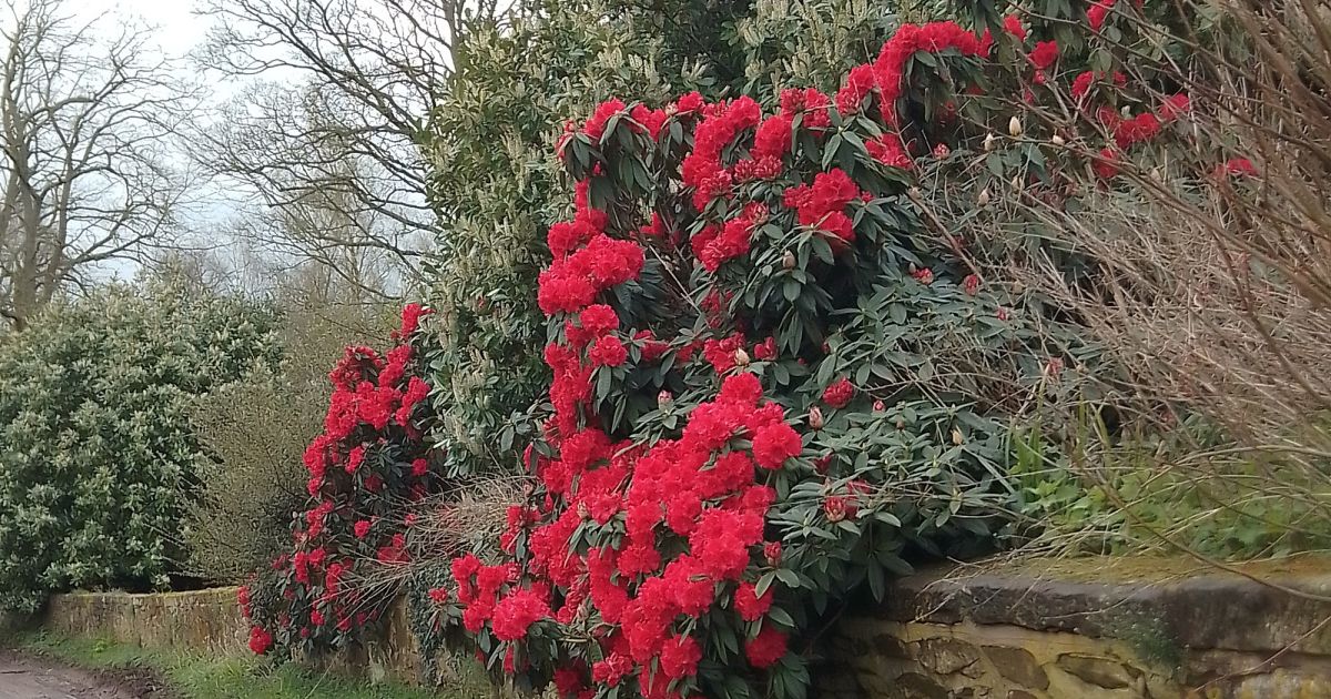 Newport & Aqualate Mere, Shropshire - Ramblers
