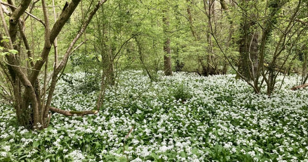 Compton Dando (Bath Ramblers Walk) - Ramblers