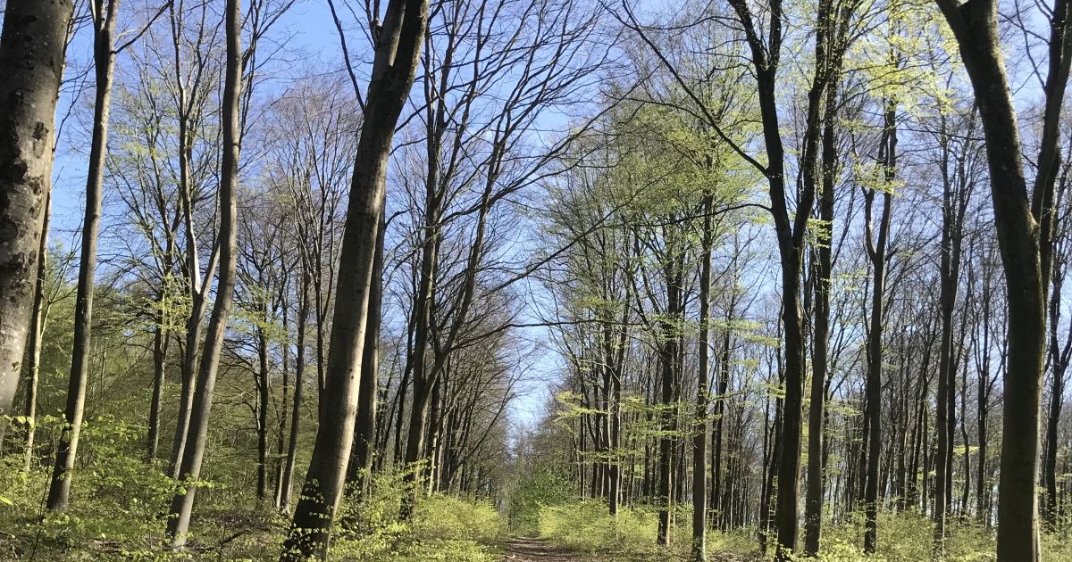 12 miles - Martin/Broad Chalke - Ramblers