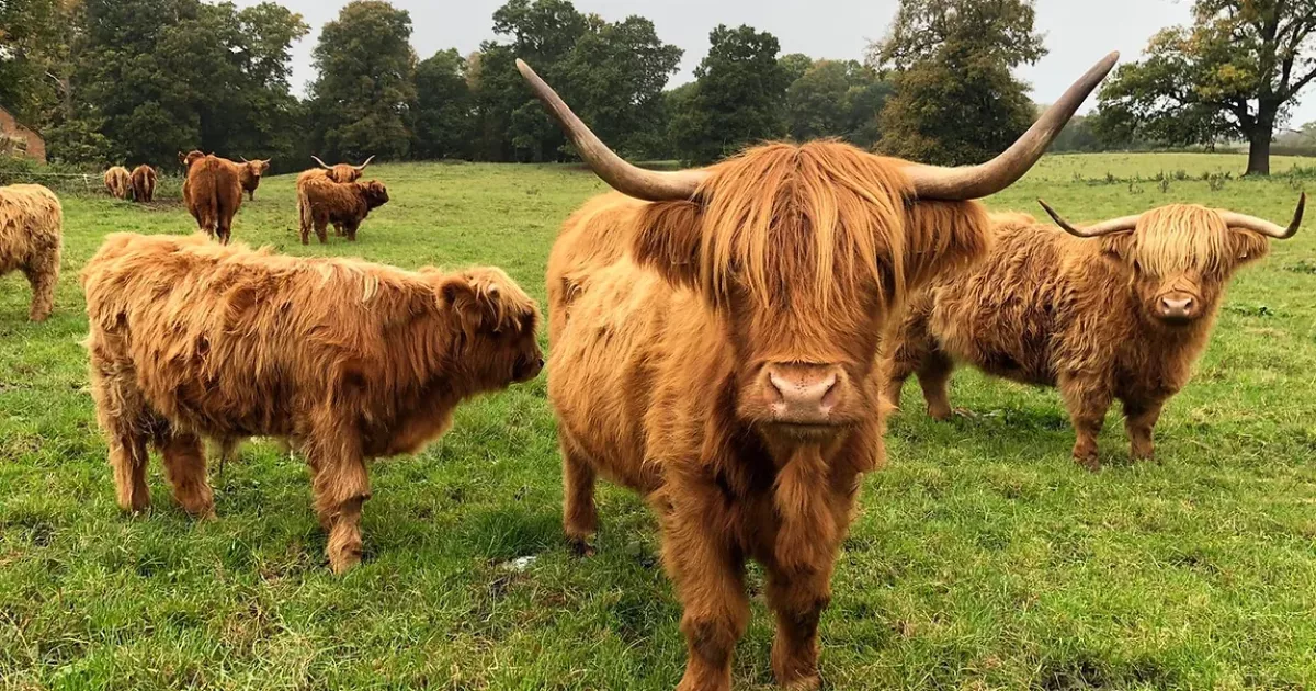 . A walk out from the Oteley Estate Ellesmere, with Estate Visit, Tea ...