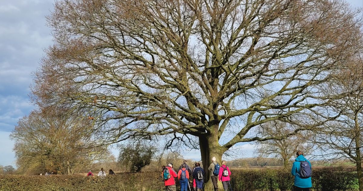 Tibberton and Fillet Wood - Ramblers