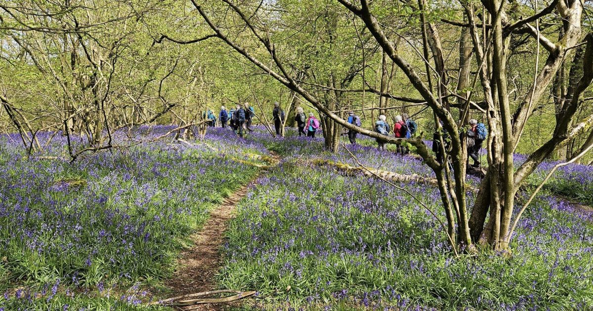 In and out the dusty bluebells - Ramblers