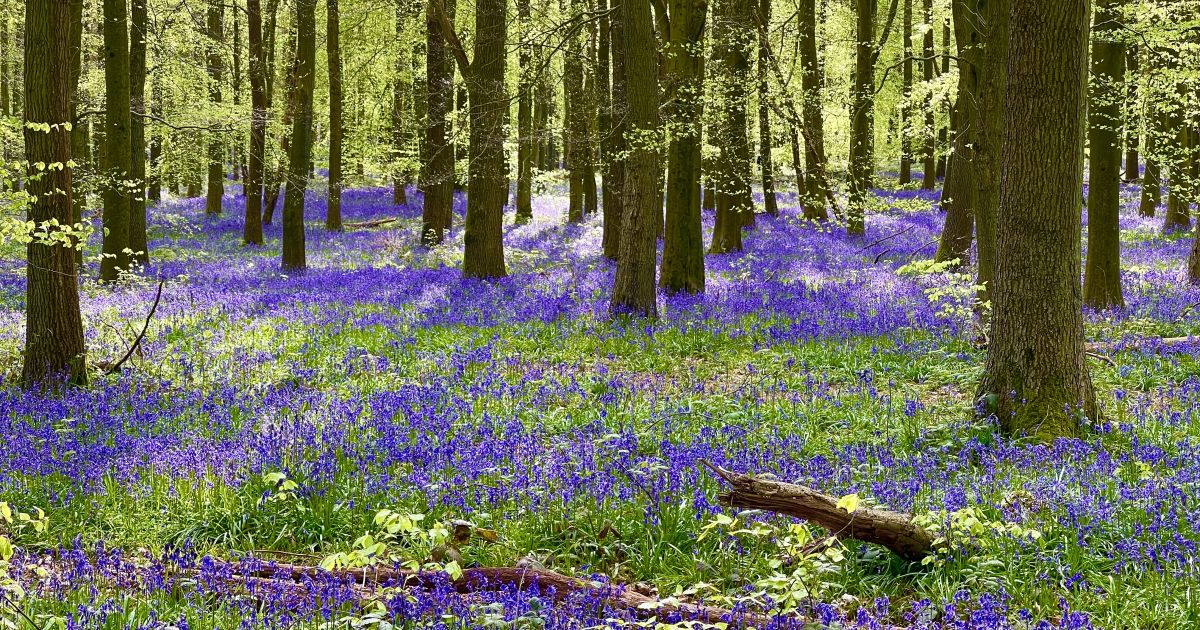 Ashridge Estate - Ramblers