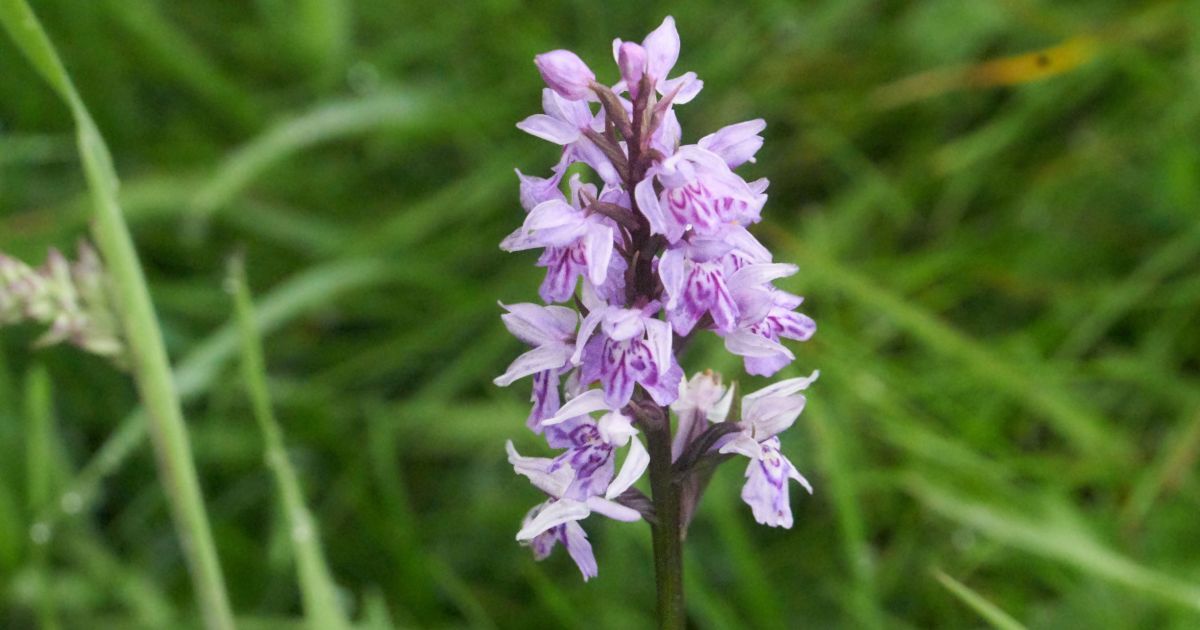 Friday 4 miler Compton circular - Ramblers