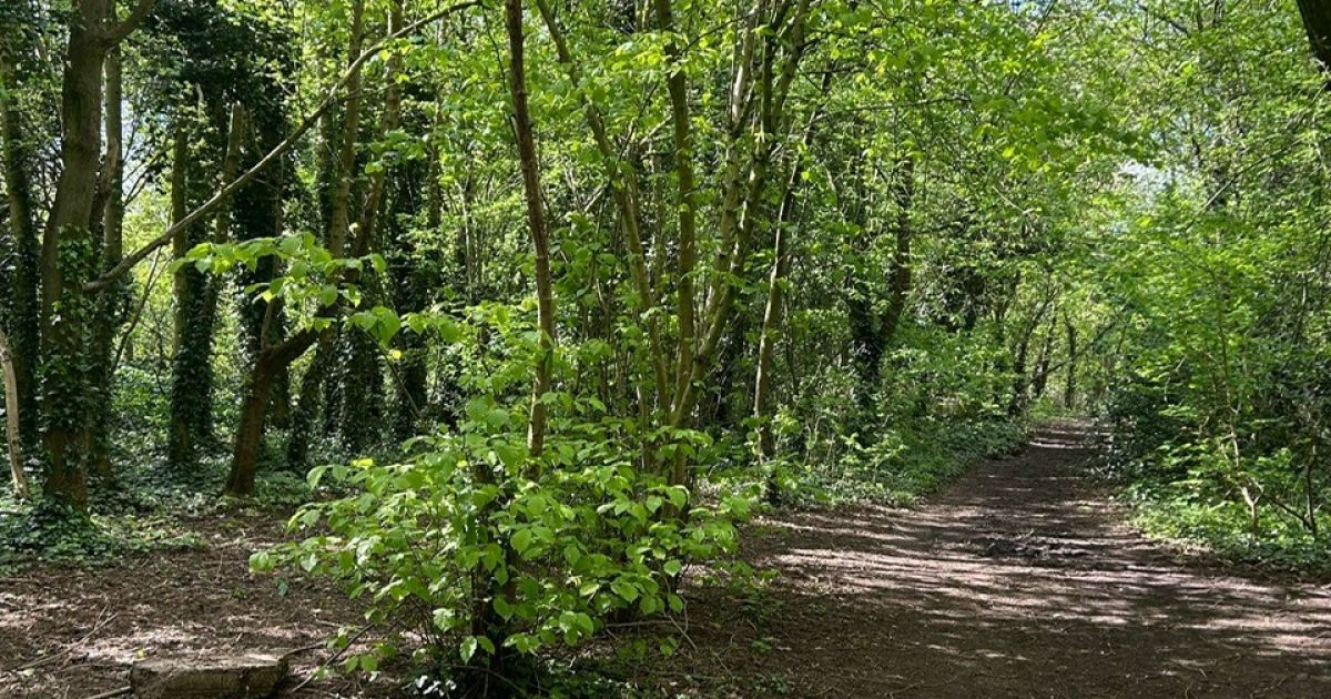 Pype Hayes Tranquility Walk