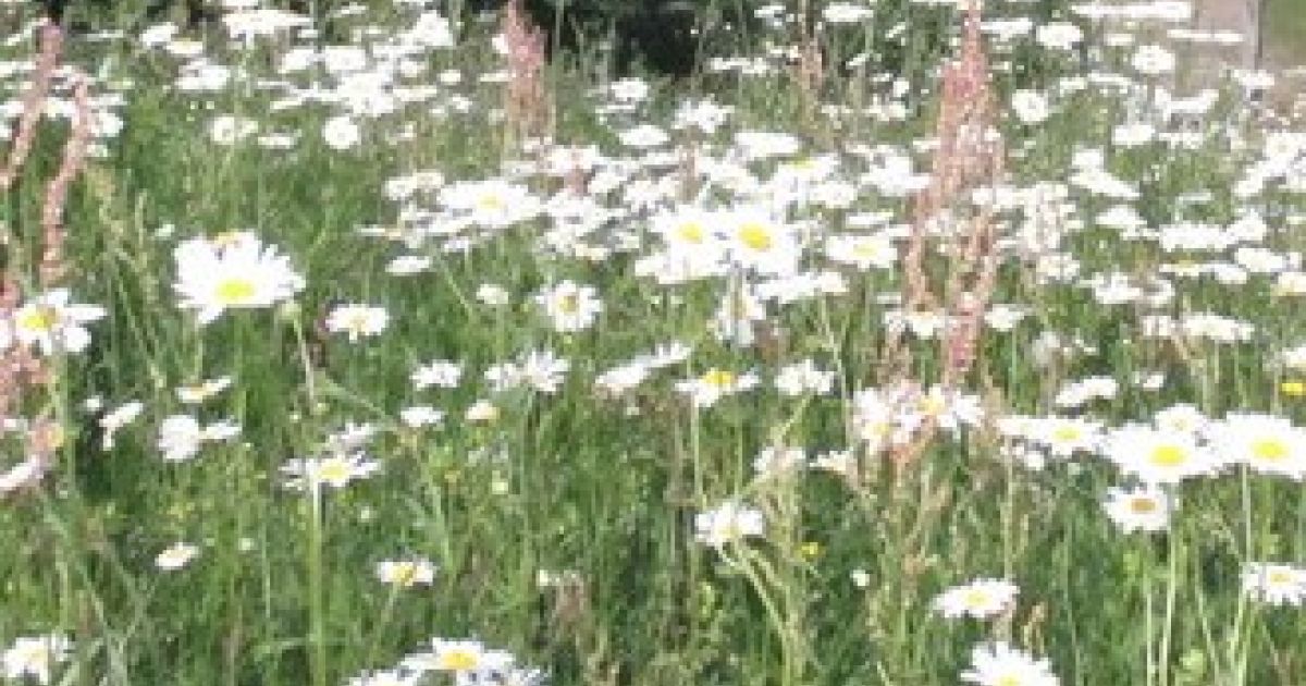 Friday 4 miler Rownhams circular CANCELLED different walk now from ...