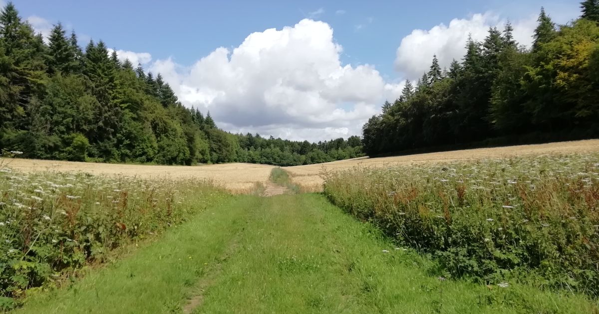 12 mile walk from Dundridge to Droxford Down and Preshaw - Ramblers