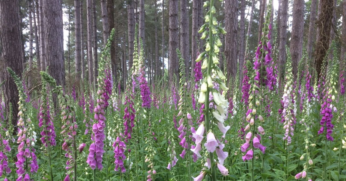 Walking through Foxgloves at West Stow. A walk alongside the River Lark heading into the forest