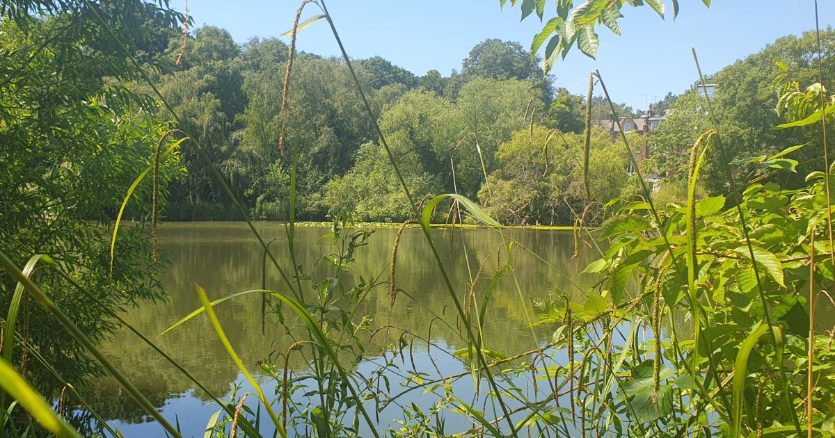 Hampstead Heath - Ramblers
