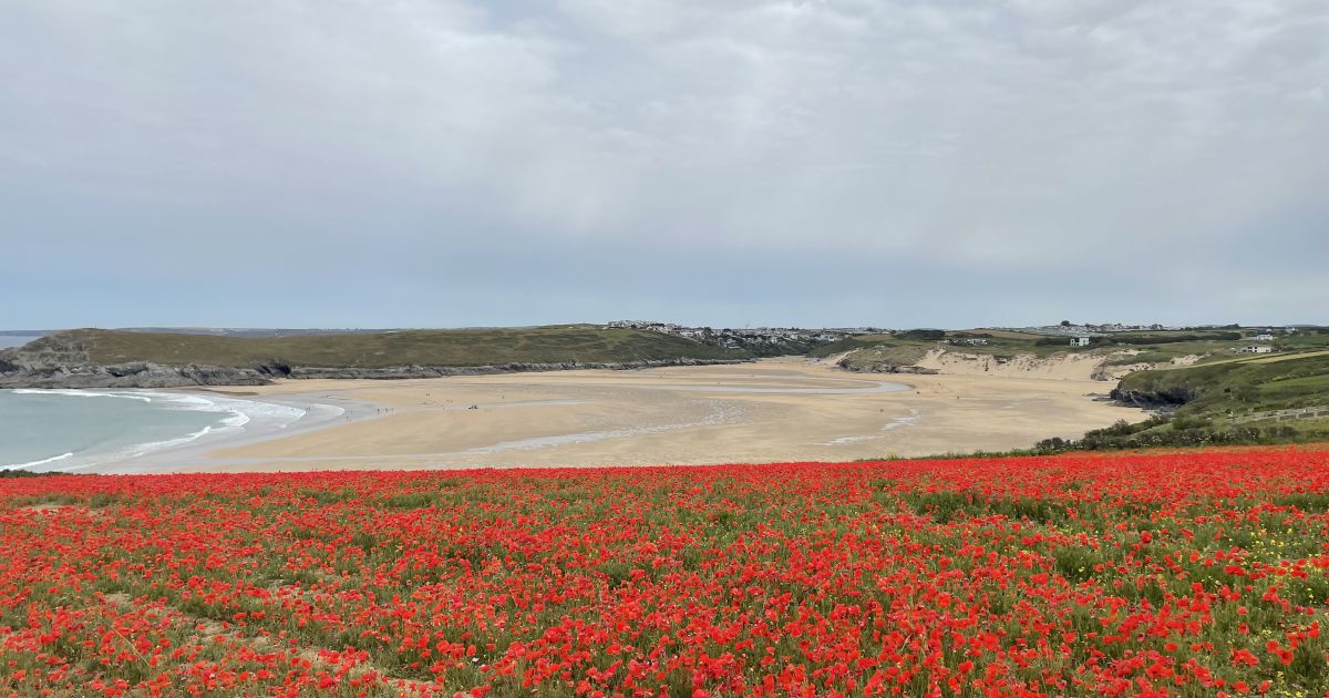 SEE THE POPPY FIELDS AT POLLY JOKE. All Welcome. Booking Required ...