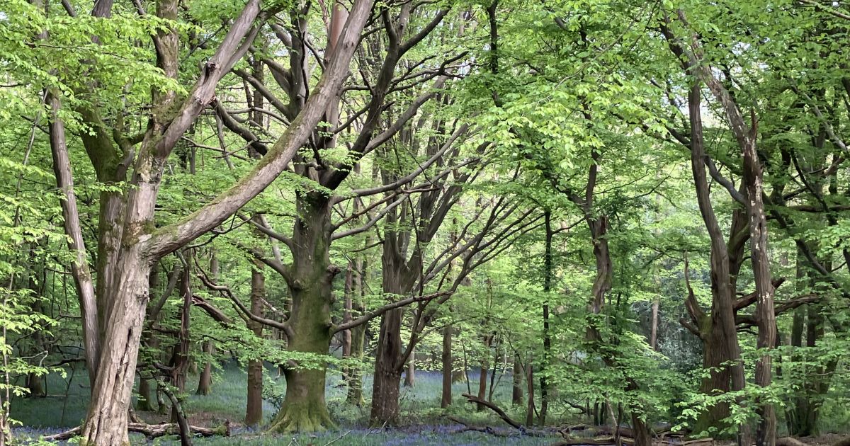 Chailey and South Chailey a walk through the countryside. - Ramblers