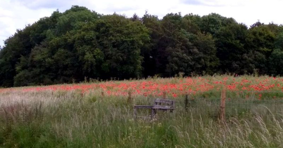 Sherfield English Circular via Dean Hill - Ramblers