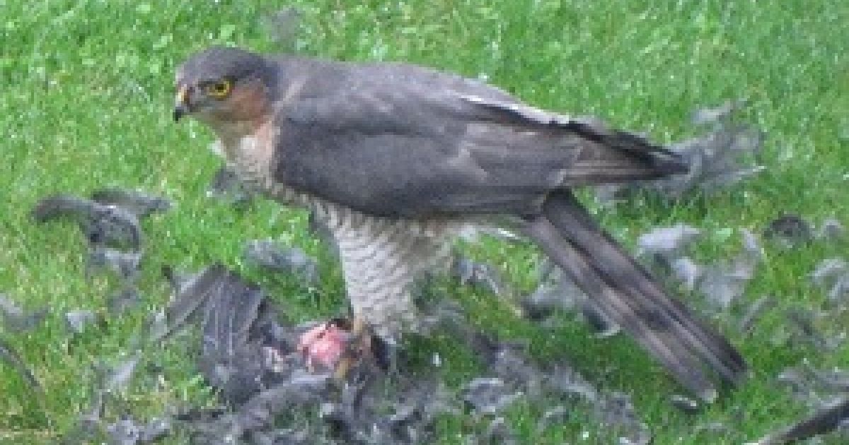 Evening walk Cheriton Battlefields - Ramblers