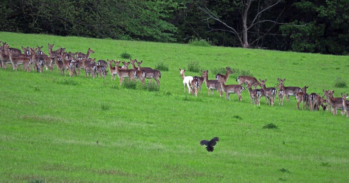 Hamptworth Circular - Ramblers