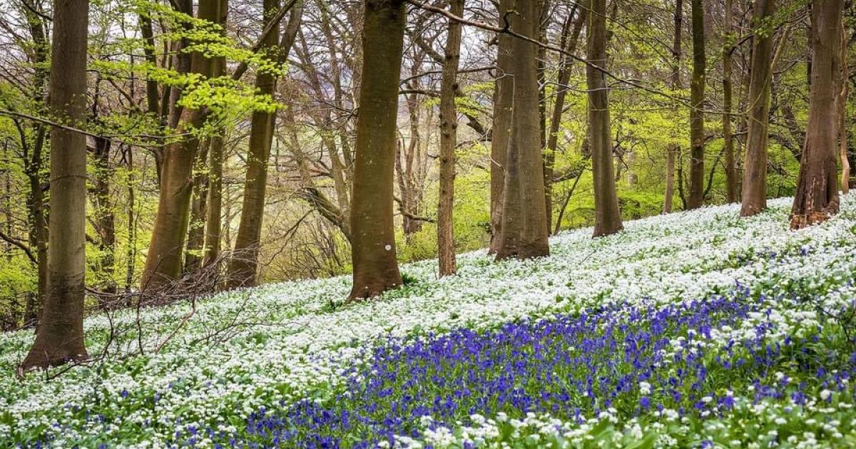 ROWLANDS CASTLE - Ramblers