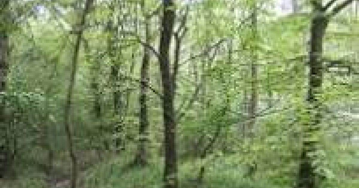 Circular Walk from Piddington to Salcey Forest - Ramblers