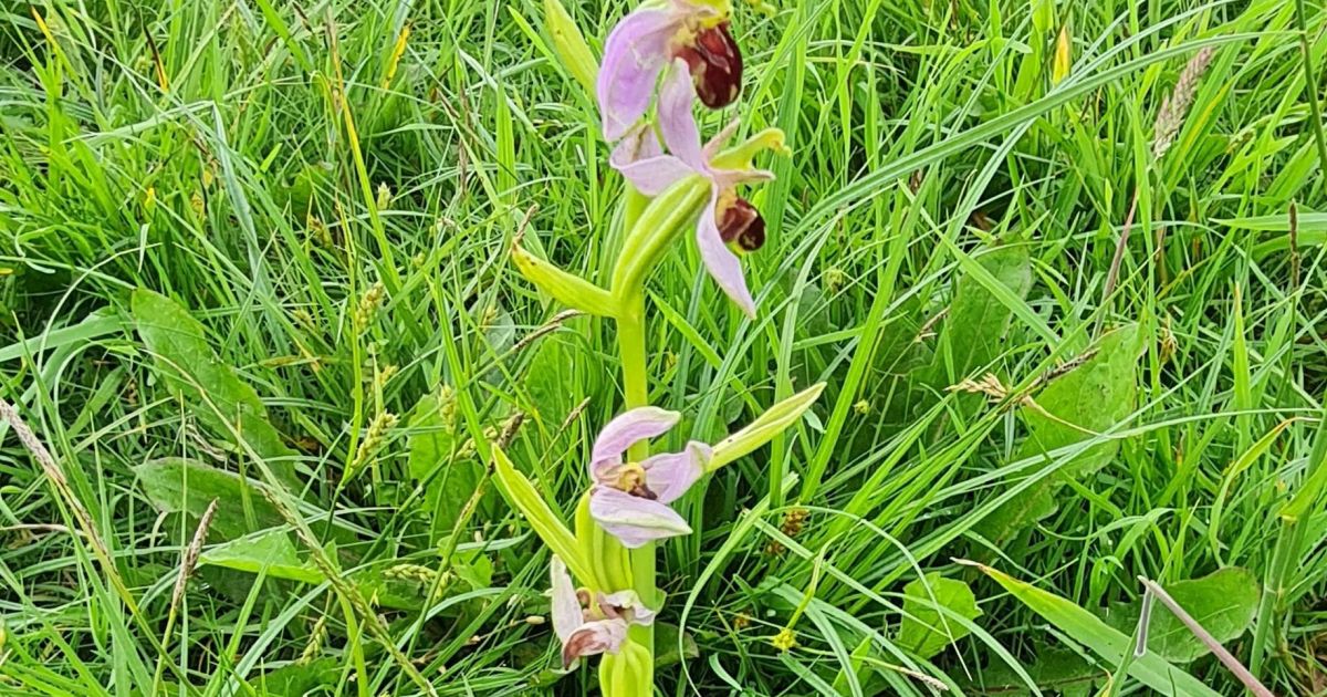SATURDAY STROLL - SOUTHWELL ORCHID WALK - Ramblers