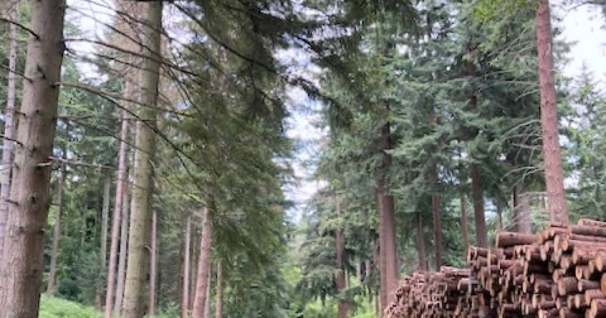 Netley Heath - Ramblers