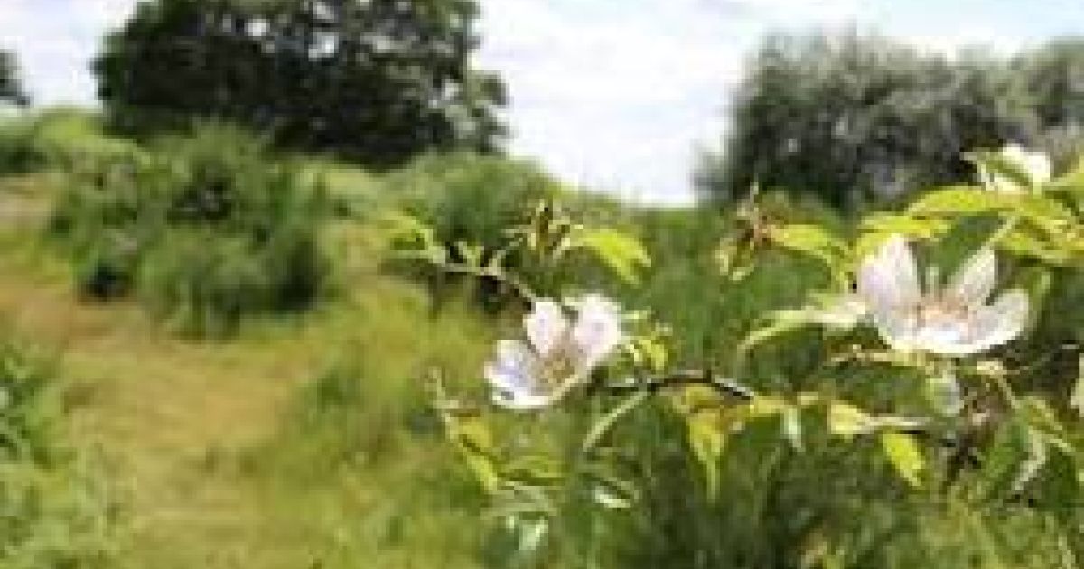 Ash Magna to Melverley Farm Nature Reserve - Ramblers