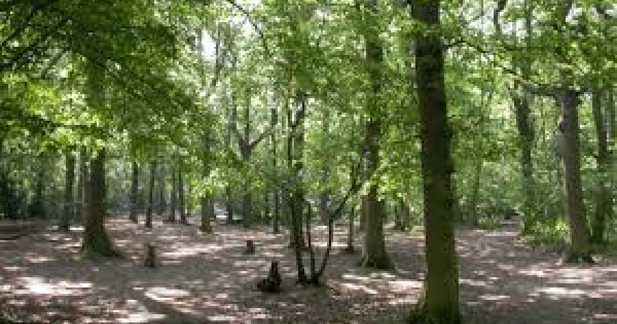 Belfairs Nature Reserve - 5 miles - Ramblers