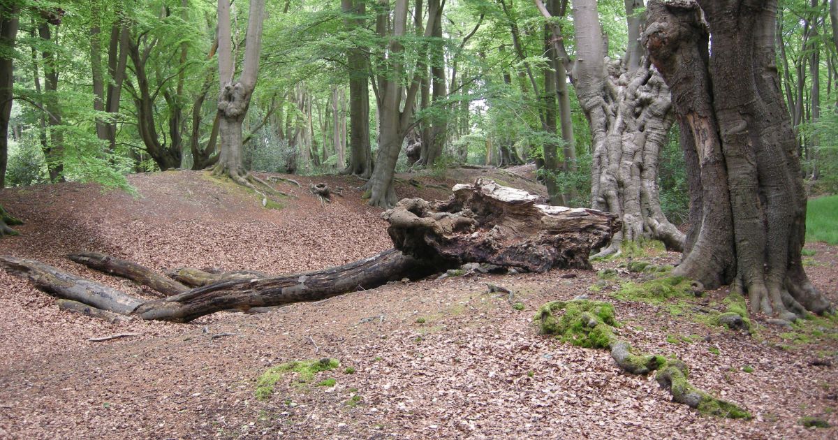 EPPING FOREST - HISTORY, NATURE & VIEWS - Ramblers