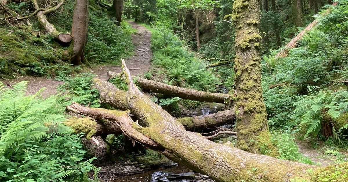 Stunning walk from New Radnor - Ramblers