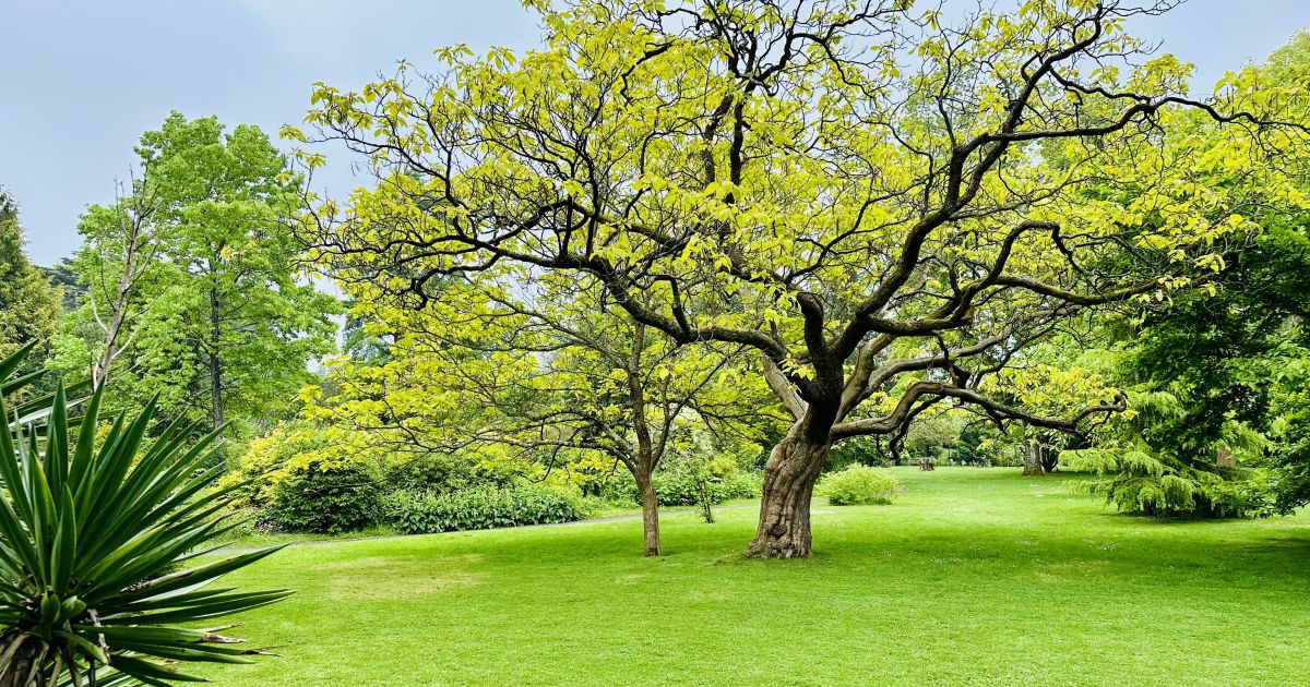 Coffee & Stroll: Botanical Gardens and Royal Victoria Park, Bath - Ramblers