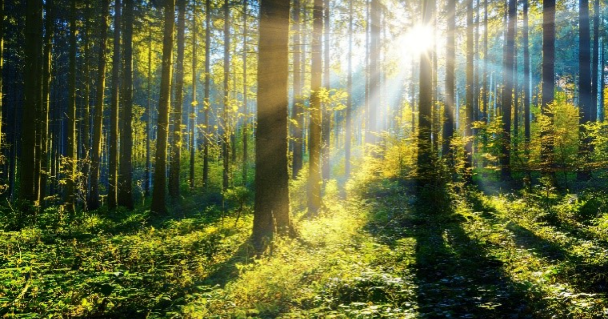 Mindful Gunton Woods Walk with Rachel